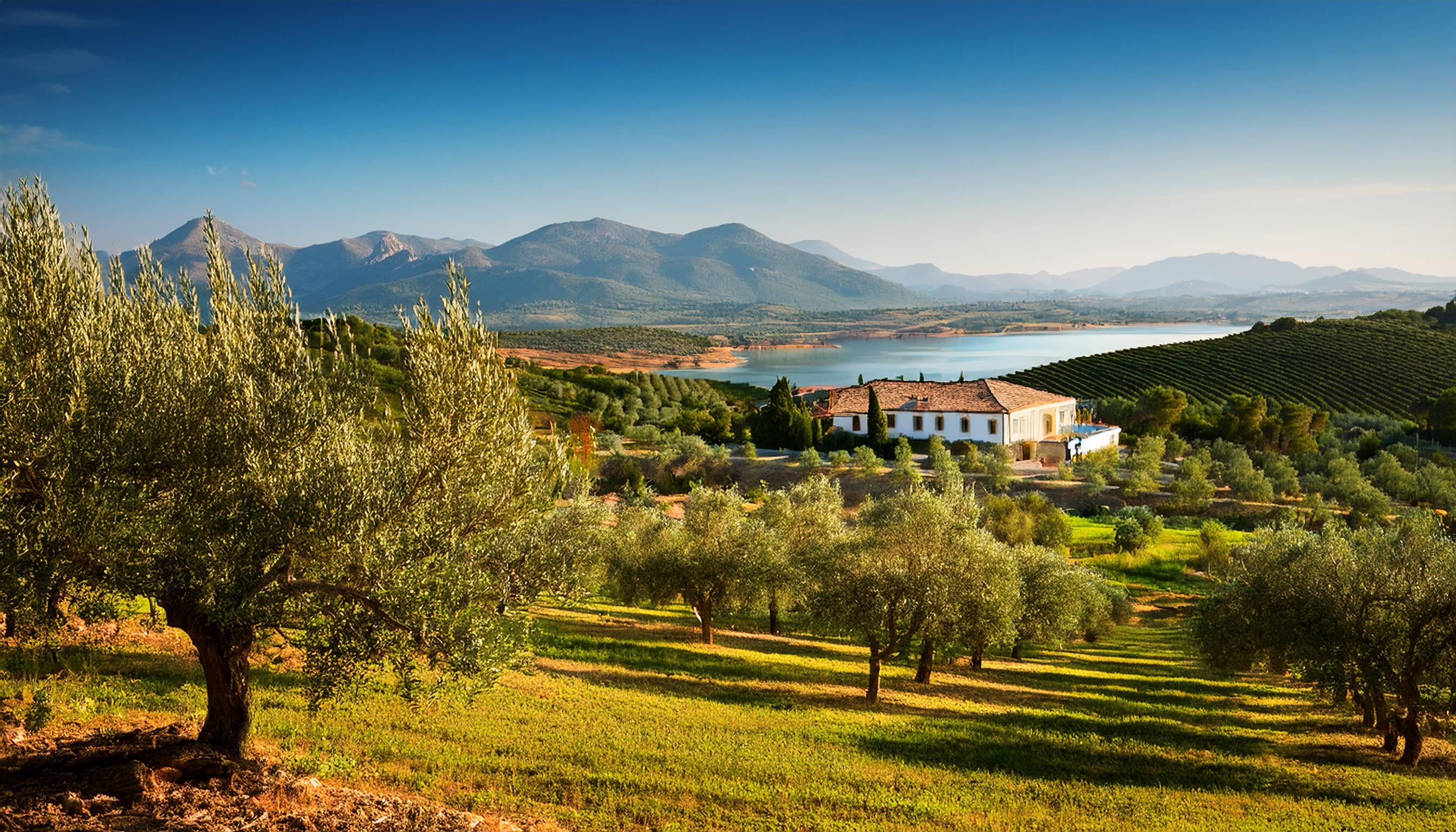 Olivver - Premium Extra Virgin Olive Oils from NZ and around the world