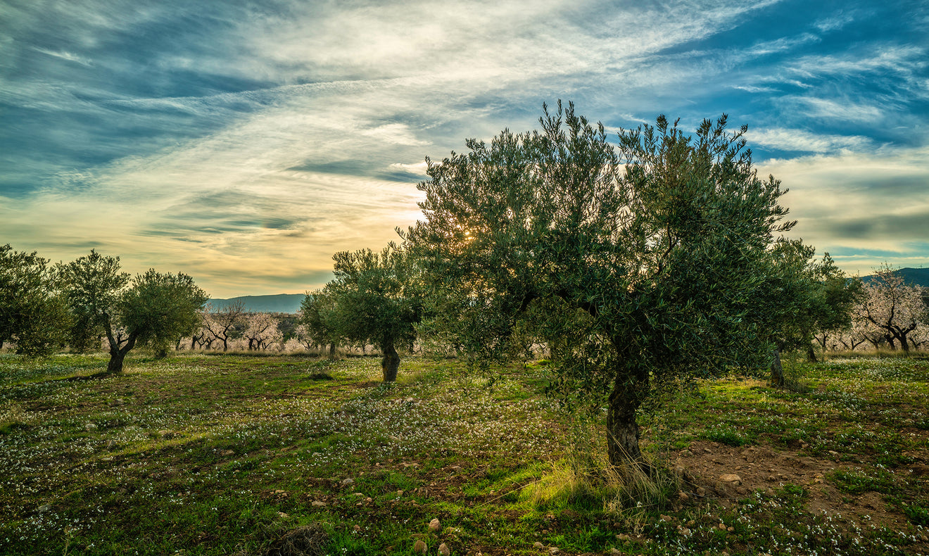 Olivver - Premium Extra Virgin Olive Oils from NZ and around the world